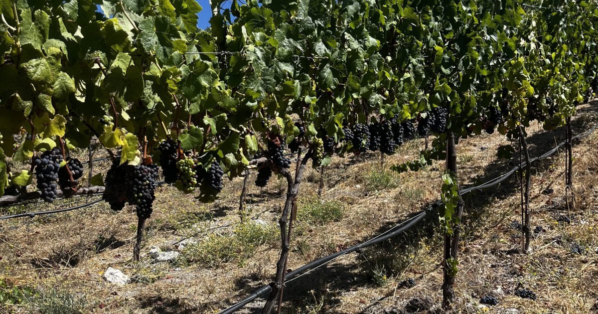 A Late Harvest; Why Limestone Soils Make Outstanding Wines - Thibido Wines